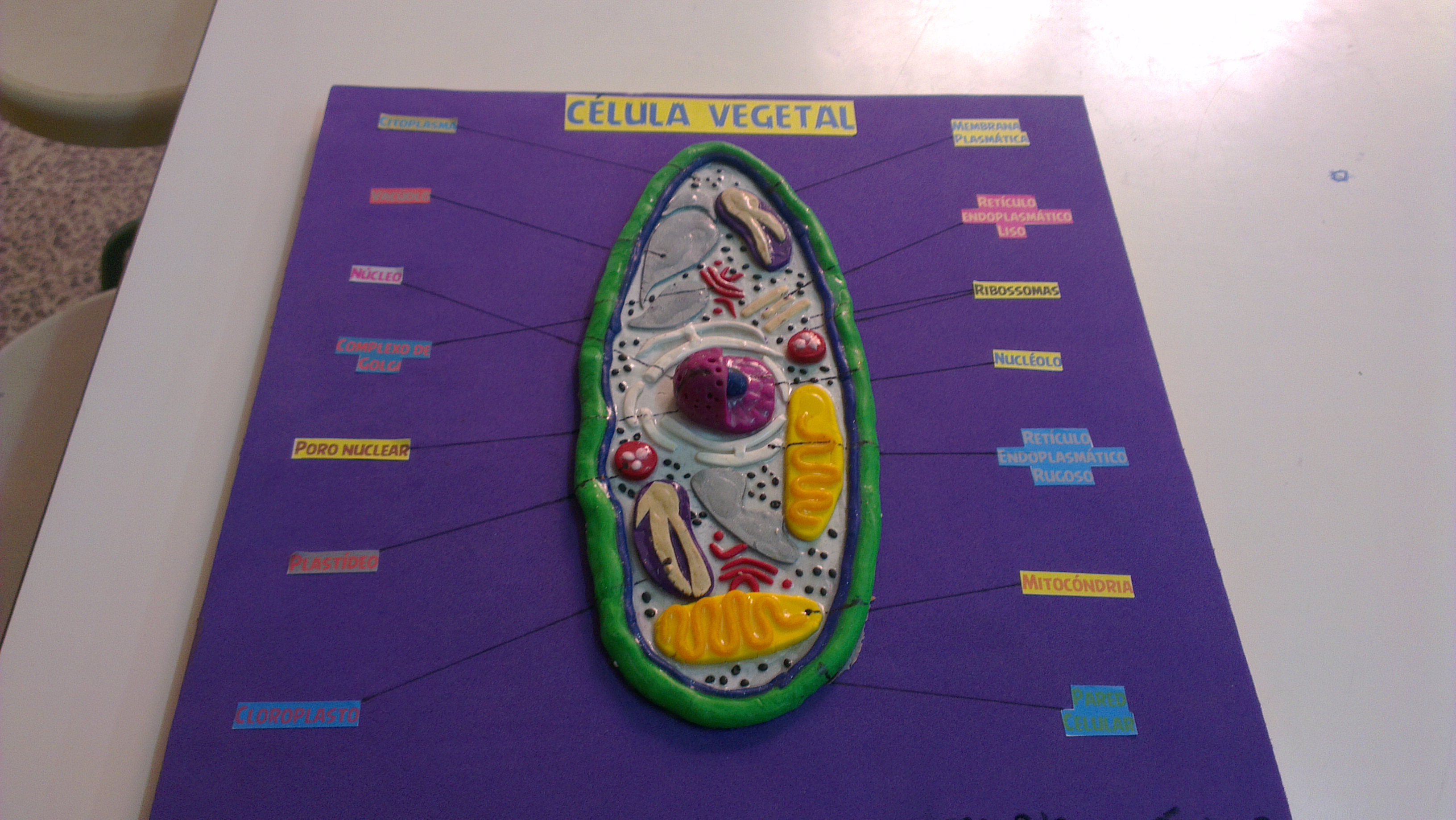 Proyecto célula (2) - Imagenes Educativas