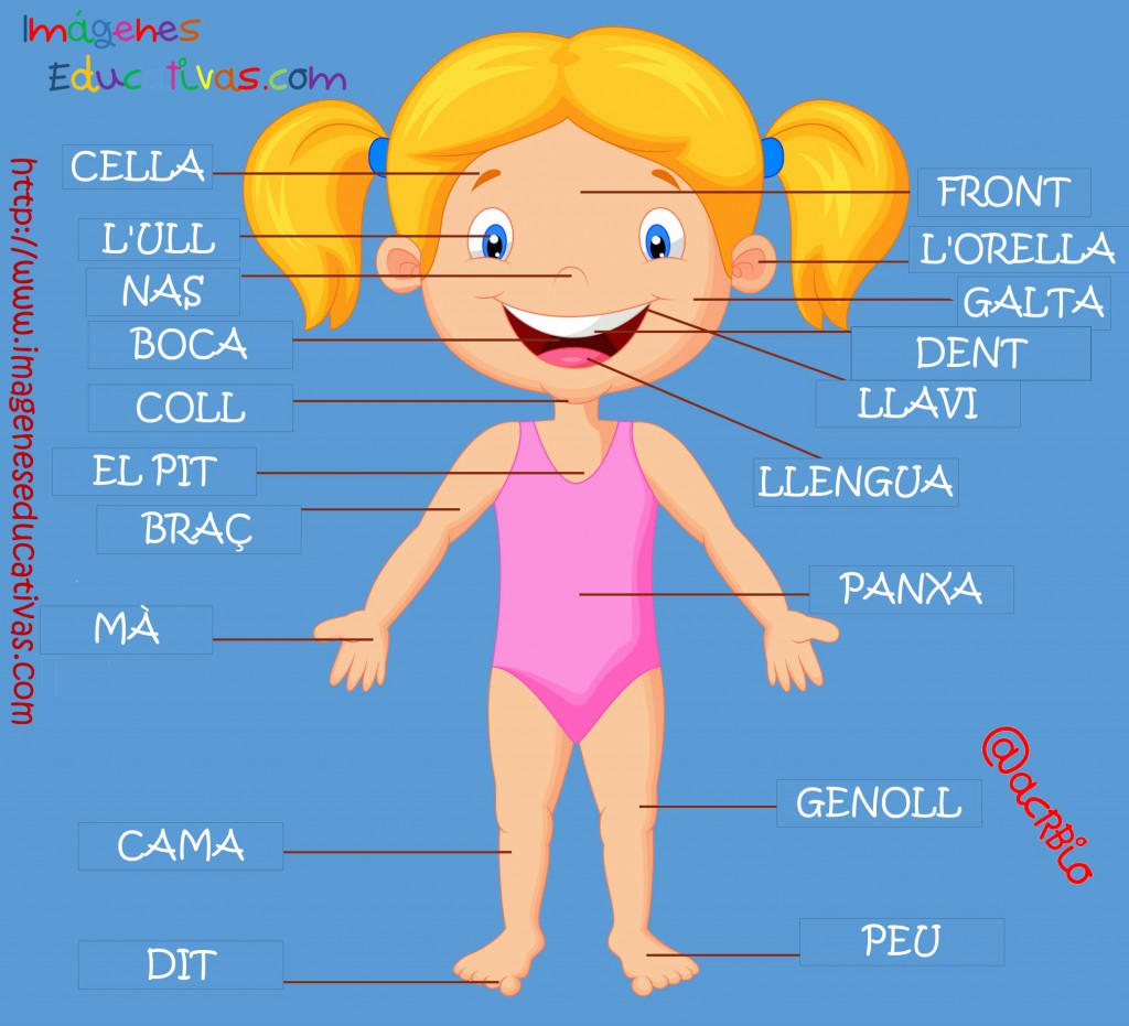 Partes Del Cuerpo En Catalán 1 Imagenes Educativas