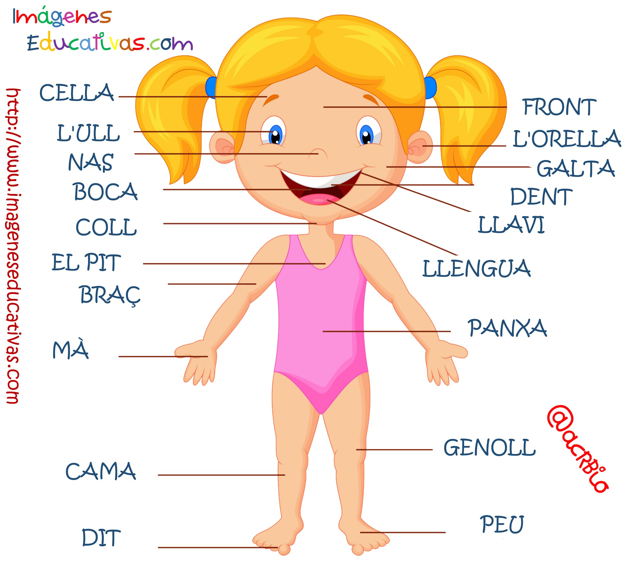 Partes Del Cuerpo En Catalán 2 Imagenes Educativas