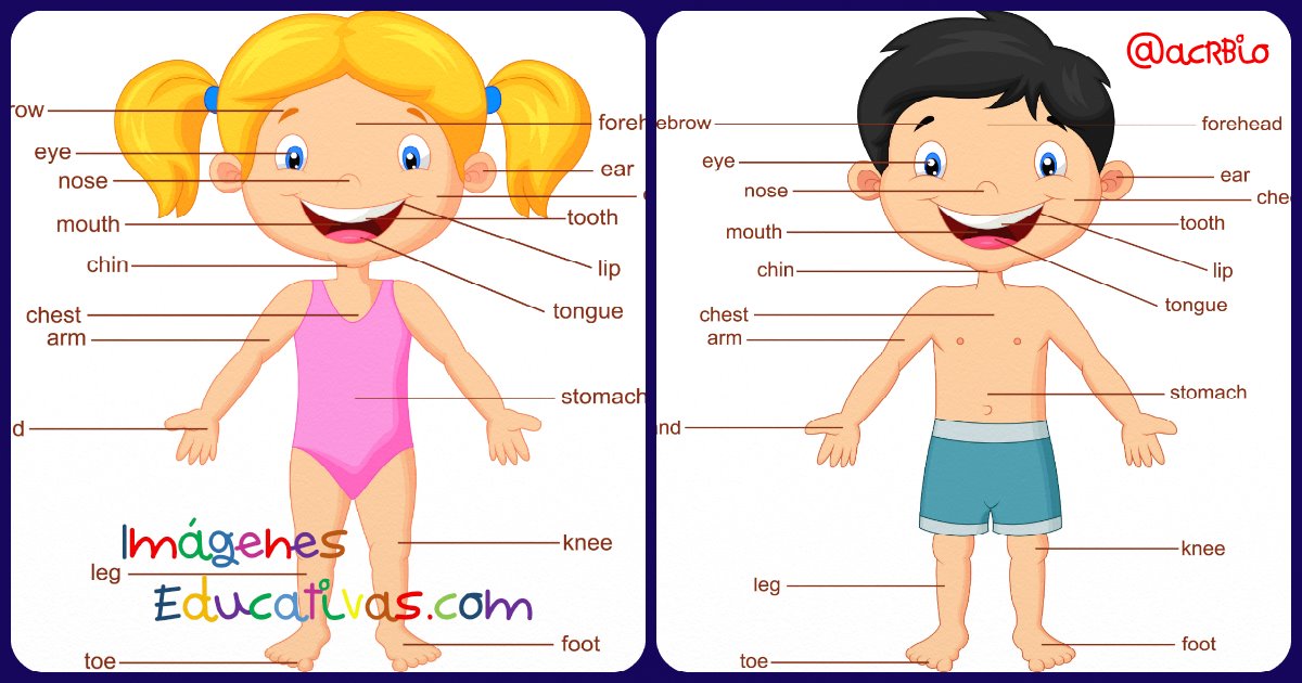 Partes Del Cuerpo Ingles Niña Niño Portada 2 Imagenes Educativas