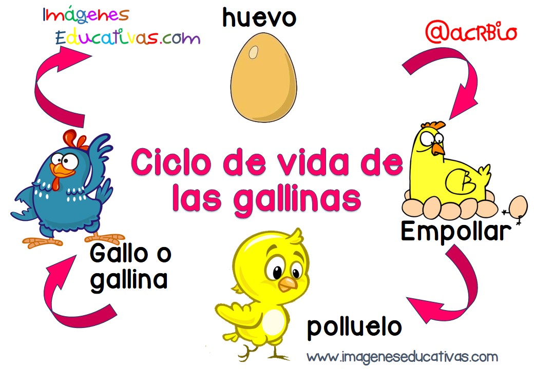 Ciclos vitales en imágenes y sencillos para niños Imagenes Educativas