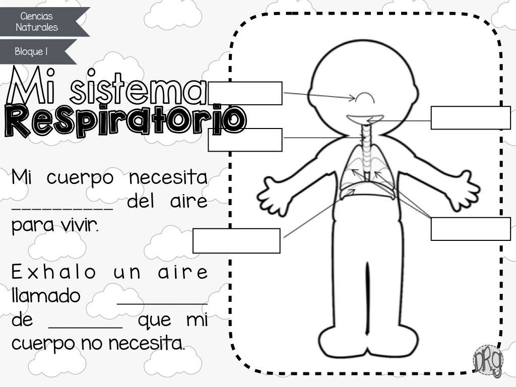 Cuaderno Cómo Funciona Mi Cuerpo Actividades De Infantil Y Primaria