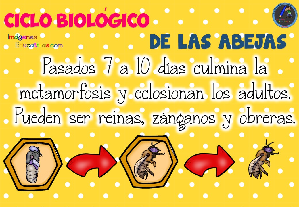 Ciclo biológico de las abejas para niños - Imagenes Educativas