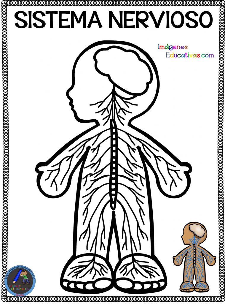 Cuaderno Para Colorear El Cuerpo Humano 10 Imagenes Educativas