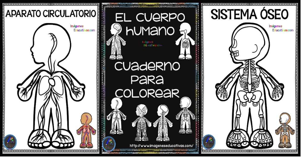 Cuaderno Del Cuerpo Humano Para Colorear Imagenes Educativas