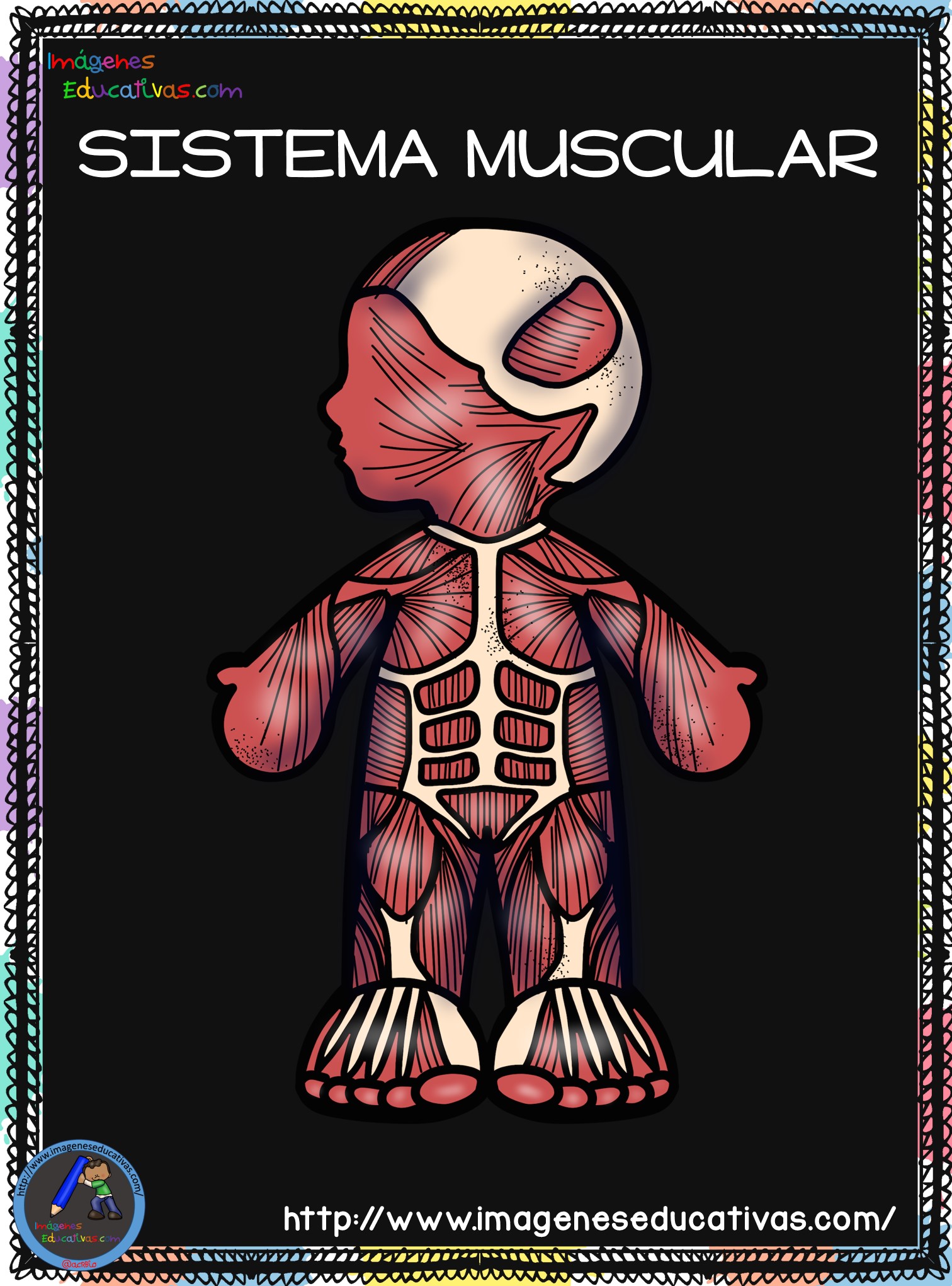 Como Dibujar El Sistema Muscular Para Niños Sistema Muscular Humano