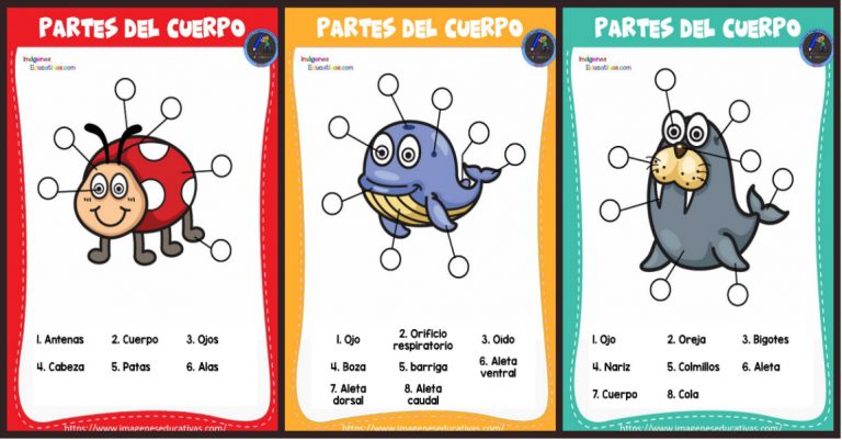 Fichas para identificar partes de animales - Imagenes Educativas