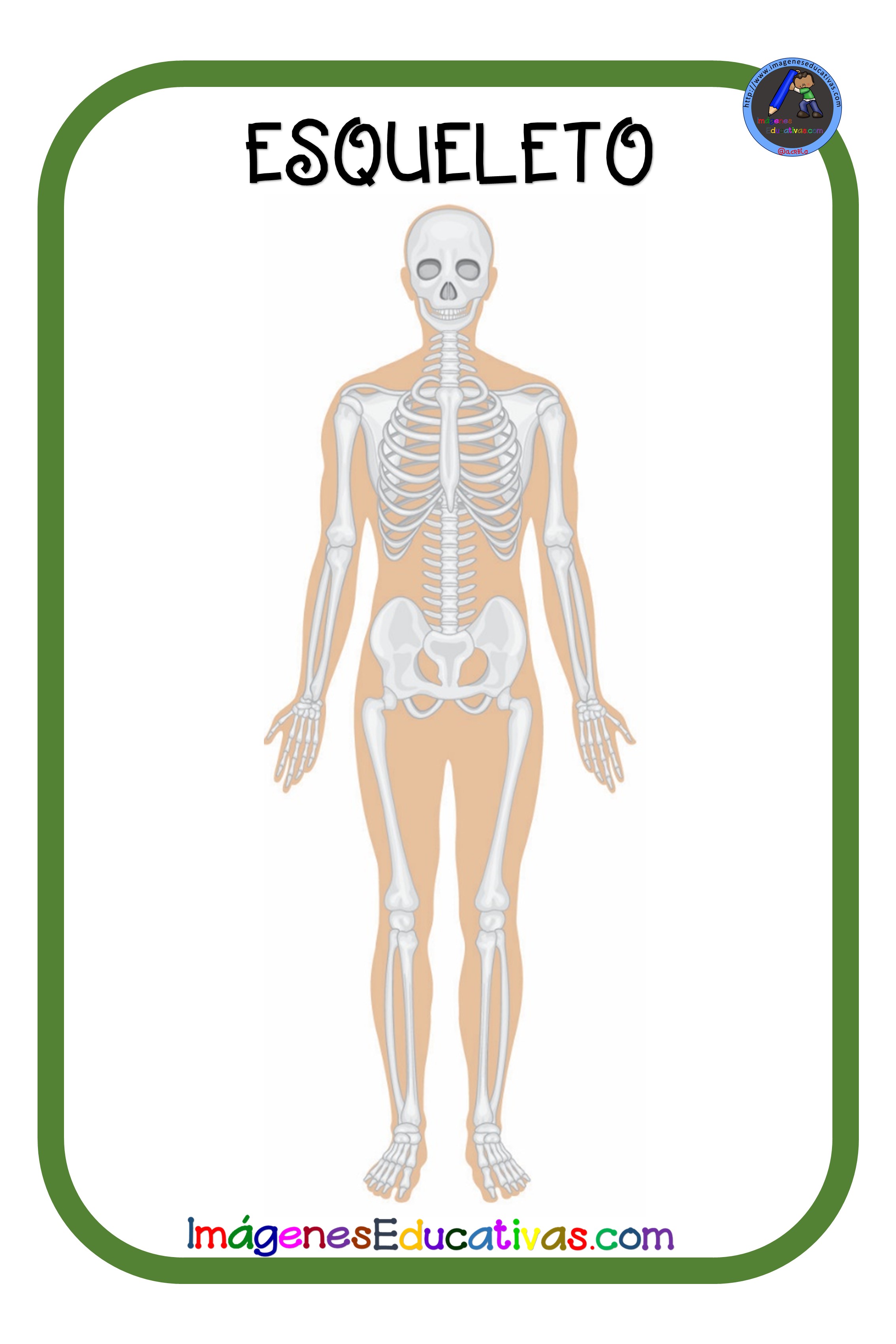 LÁMINAS CUERPO HUMANO PRIMARIA (13) - Imagenes Educativas