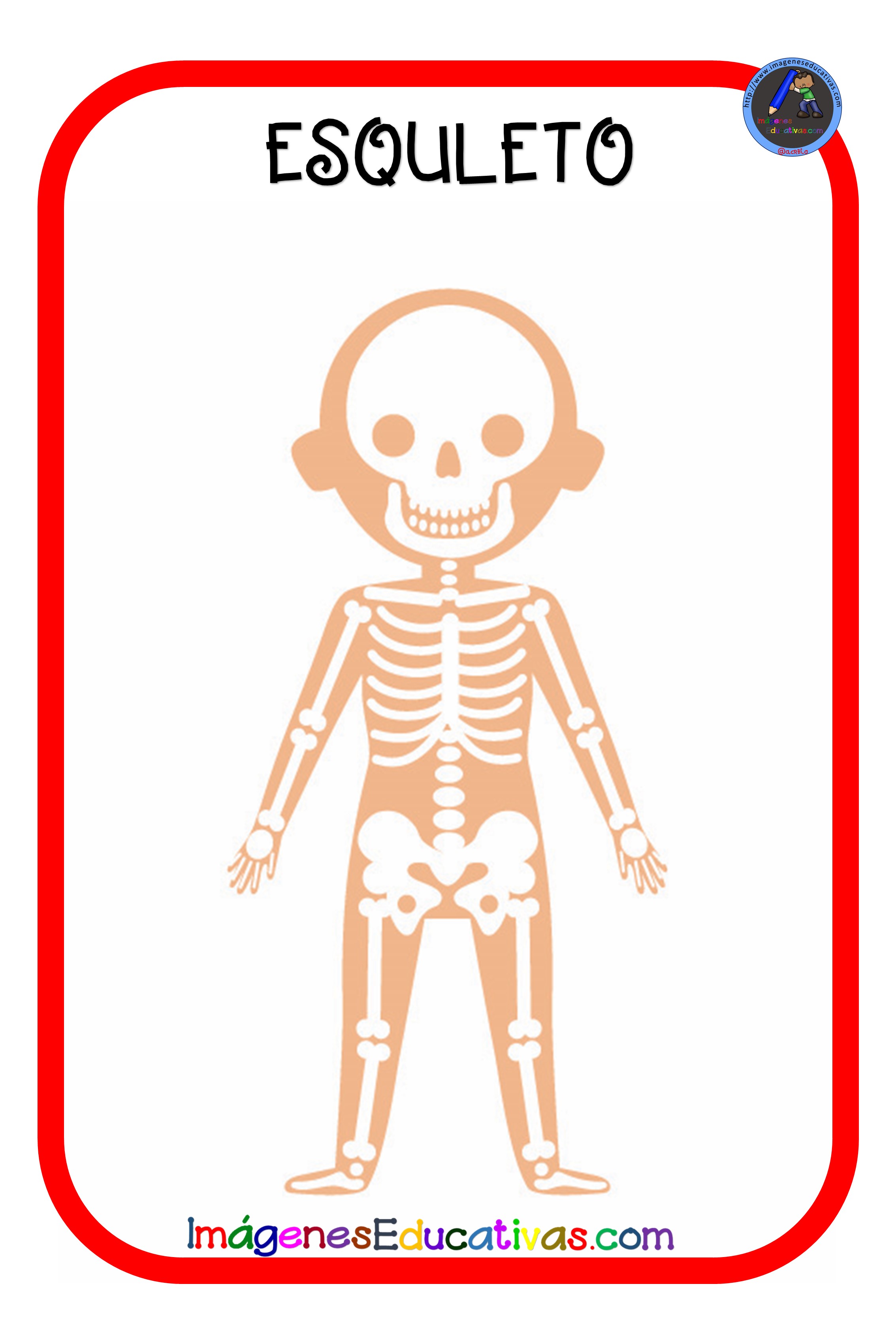 LÁMINAS CUERPO HUMANO PRIMARIA (8) - Imagenes Educativas