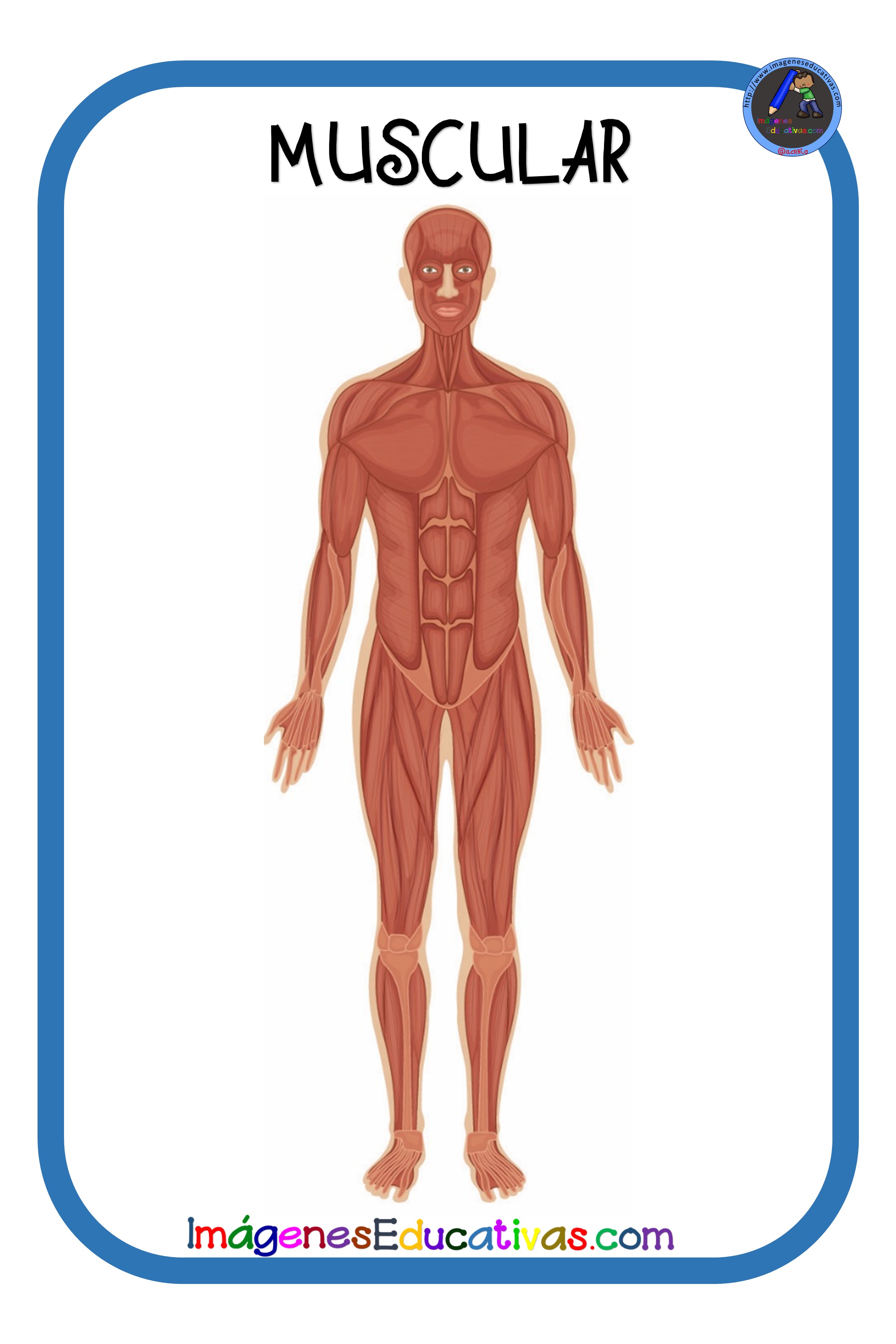 Láminas Cuerpo Humano Primaria 14 Imagenes Educativas