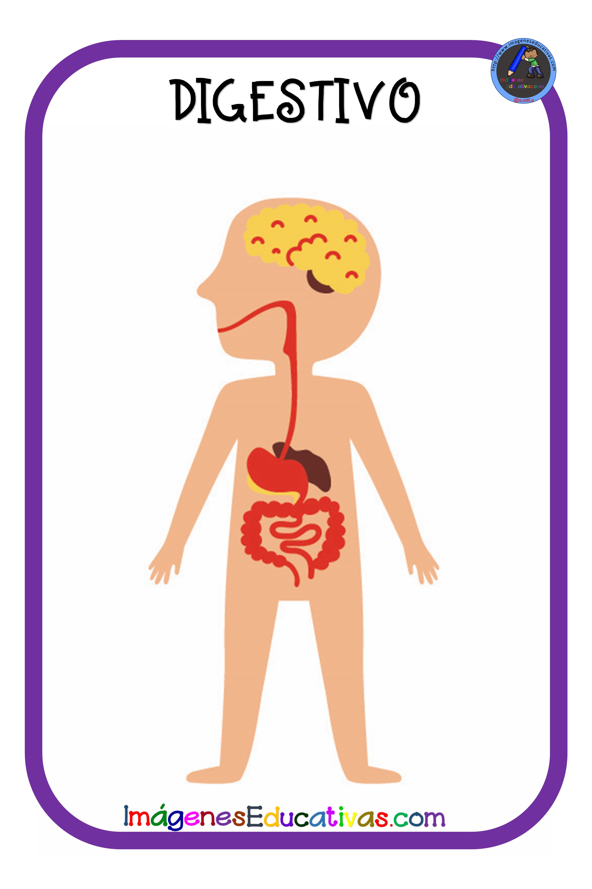 Láminas Cuerpo Humano Primaria 7 Imagenes Educativas