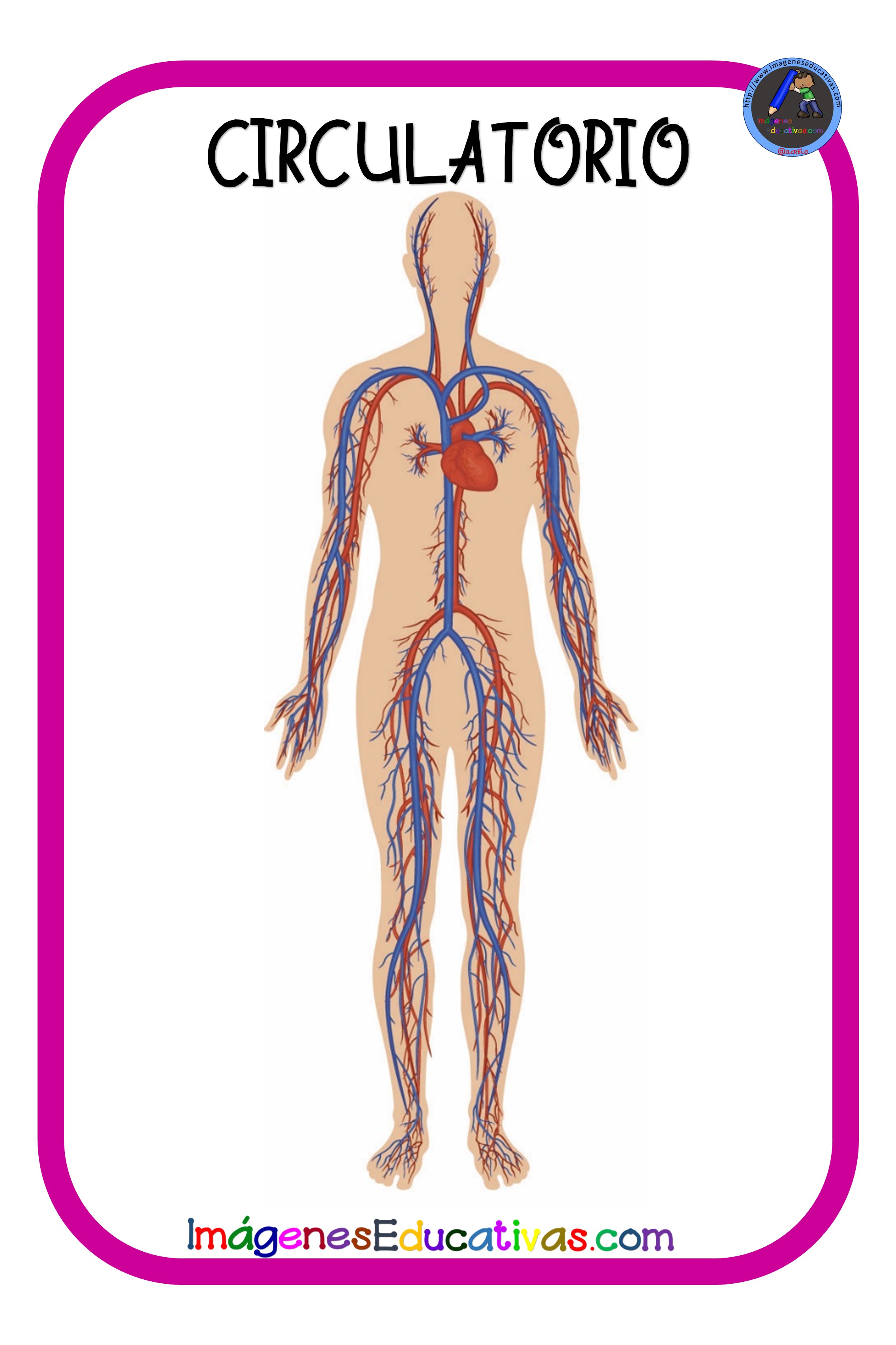Láminas Cuerpo Humano Primaria 9 Imagenes Educativas