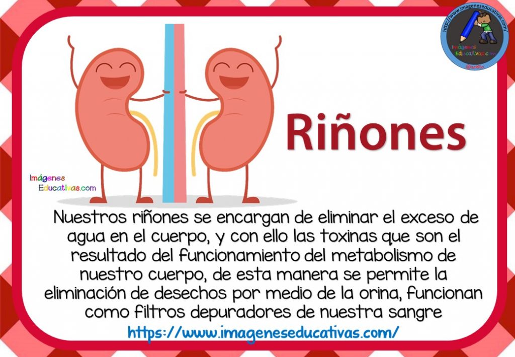 Tarjetas de los ÓRGANOS del CUERPO HUMANO para niños de Primaria ...