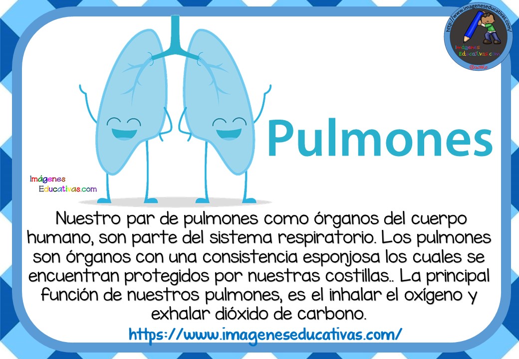 Tarjetas de los ÓRGANOS del CUERPO HUMANO para niños de Primaria (3 ...