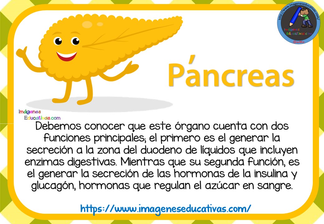 Tarjetas de los ÓRGANOS del CUERPO HUMANO para niños de Primaria (4 ...