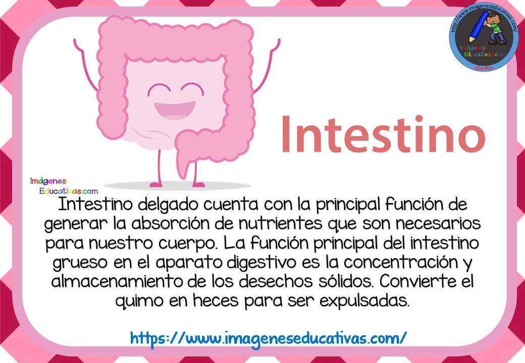 Tarjetas de los ÓRGANOS del CUERPO HUMANO para niños de Primaria (5 ...