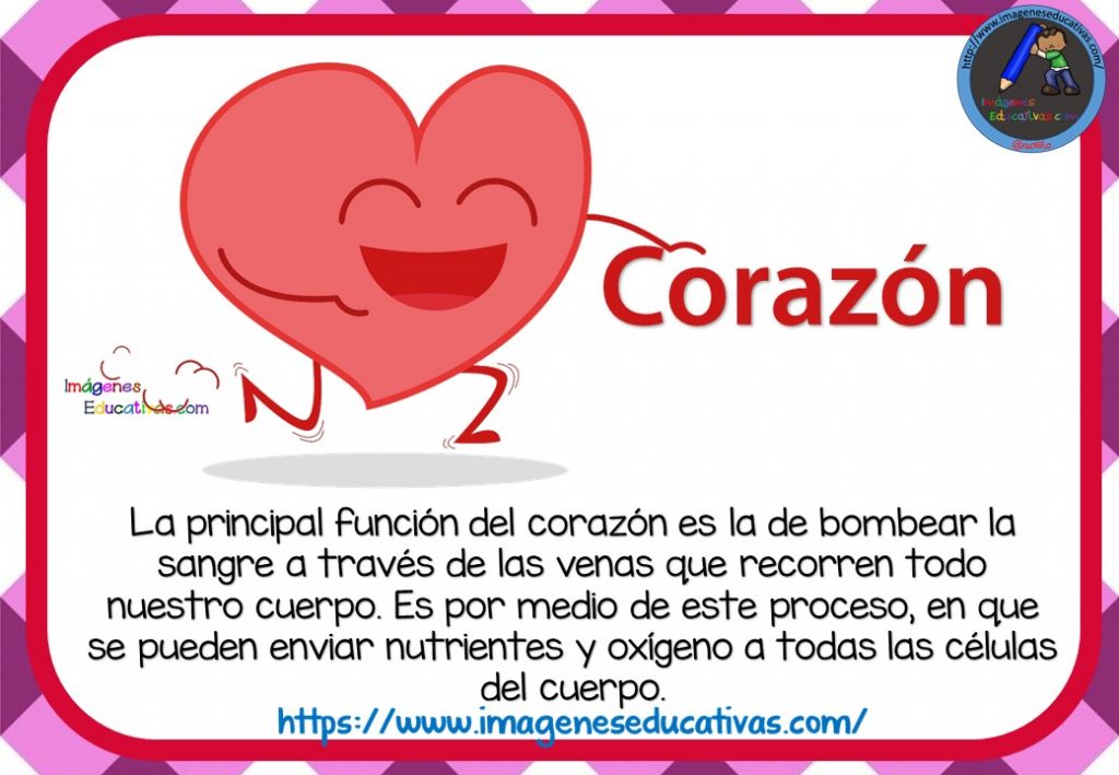 Tarjetas de los ÓRGANOS del CUERPO HUMANO para niños de Primaria ...