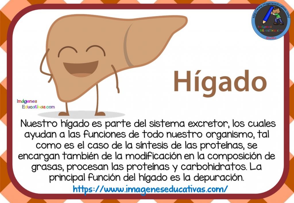 Tarjetas de los ÓRGANOS del CUERPO HUMANO para niños de Primaria ...