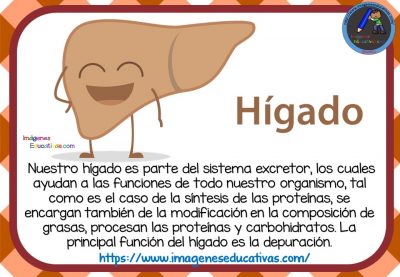 Tarjetas de los ÓRGANOS del CUERPO HUMANO para niños de Primaria ...