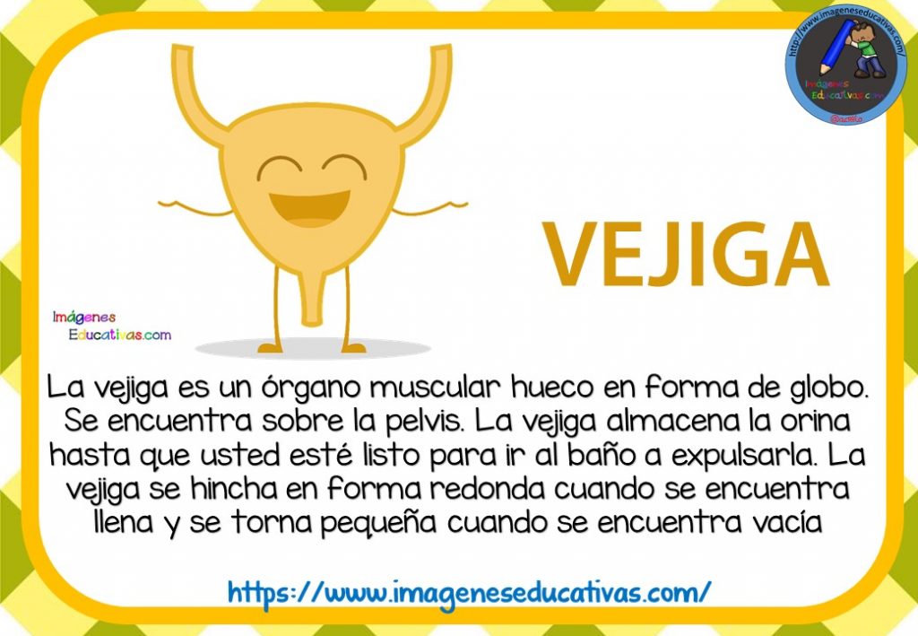 Tarjetas de los ÓRGANOS del CUERPO HUMANO para niños de Primaria ...