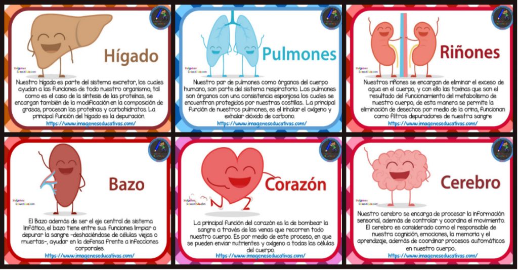 Tarjetas de los ÓRGANOS del CUERPO HUMANO para niños de Primaria ...