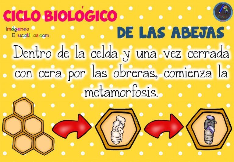 7 CICLOS VITALES PARA NIÑOS EN IMÁGENES - Imagenes Educativas
