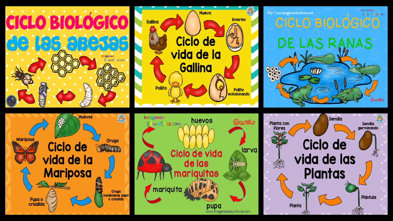 7 CICLOS VITALES PARA NIÑOS EN IMÁGENES - Imagenes Educativas