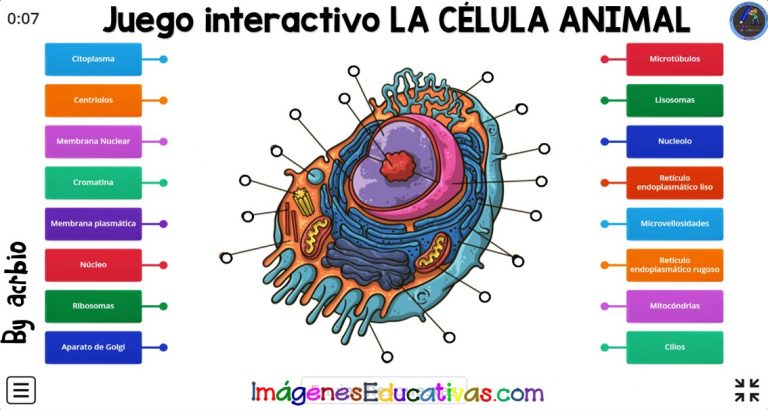 Juego interactivo LA CÉLULA ANIMAL - Imagenes Educativas