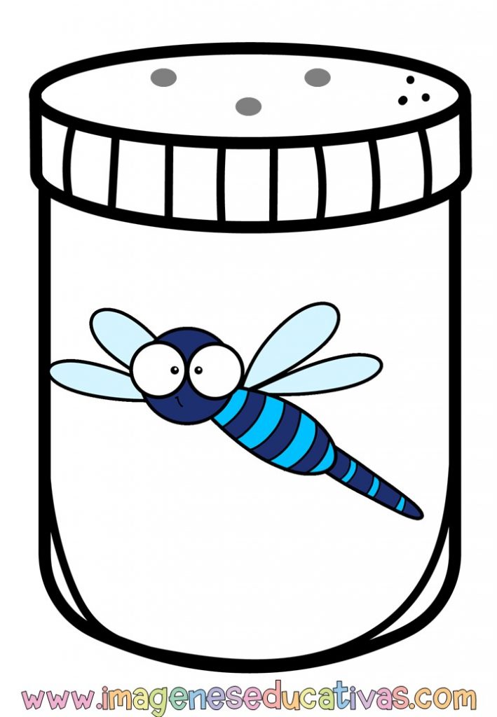 COLECCIÓN DE INSECTOS PARA OBSERVAR, COMPARAR Y DESCRIBIR - Imagenes ...